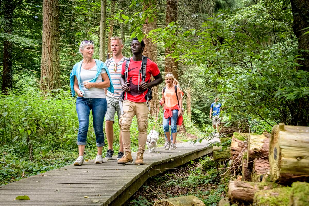 Grootste Vlaamse loofwoud virtueel ontsloten voor wandelaars.