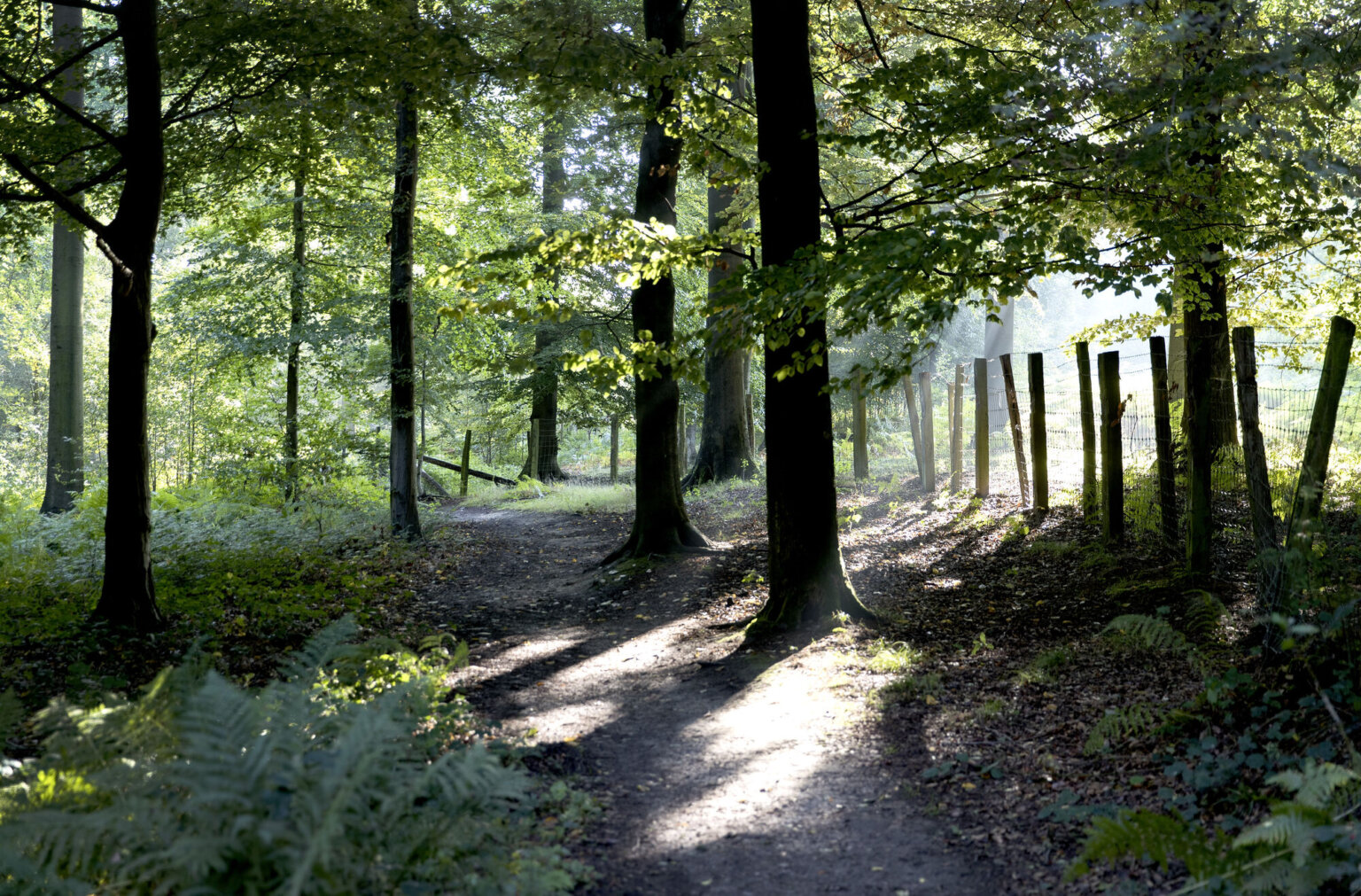 Ontdek het Brakelbos, één van de 3 mooiste bossen in de Vlaamse Ardennen.